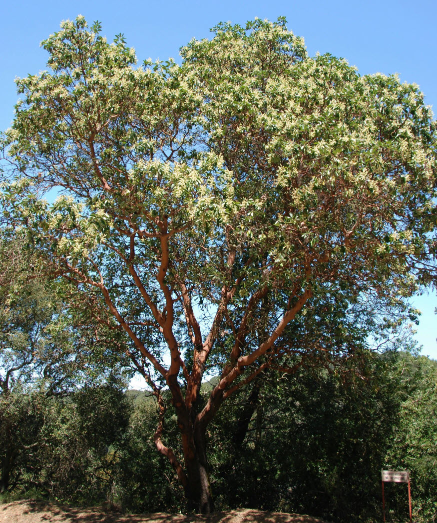 Arbutus menziesii - Pacific Madrone | PlantMaster