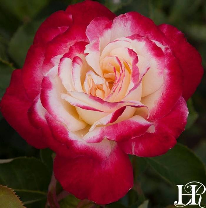 Double Delight Rose Bush Double Delight | The Thankful Heart