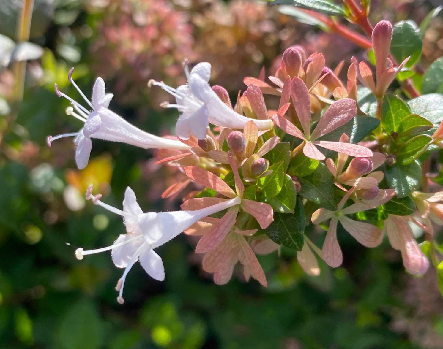 Abelia chinensis - Chinese Abelia | PlantMaster