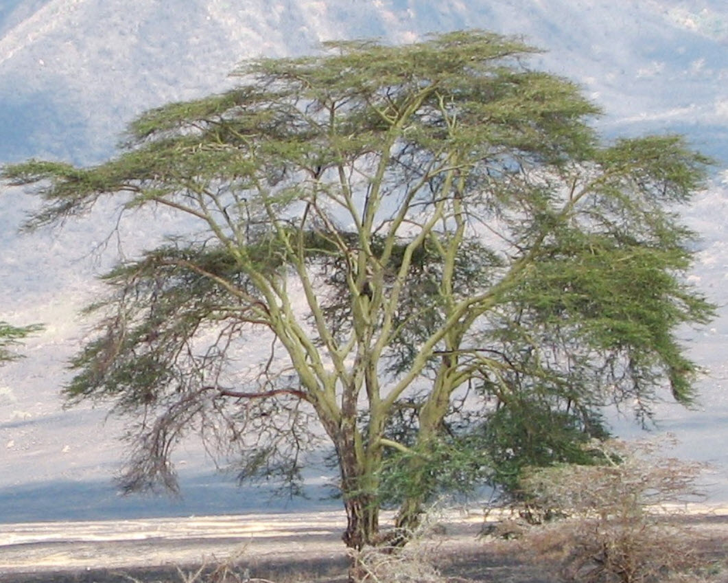 Acacia xanthophloea - Fever Tree | PlantMaster