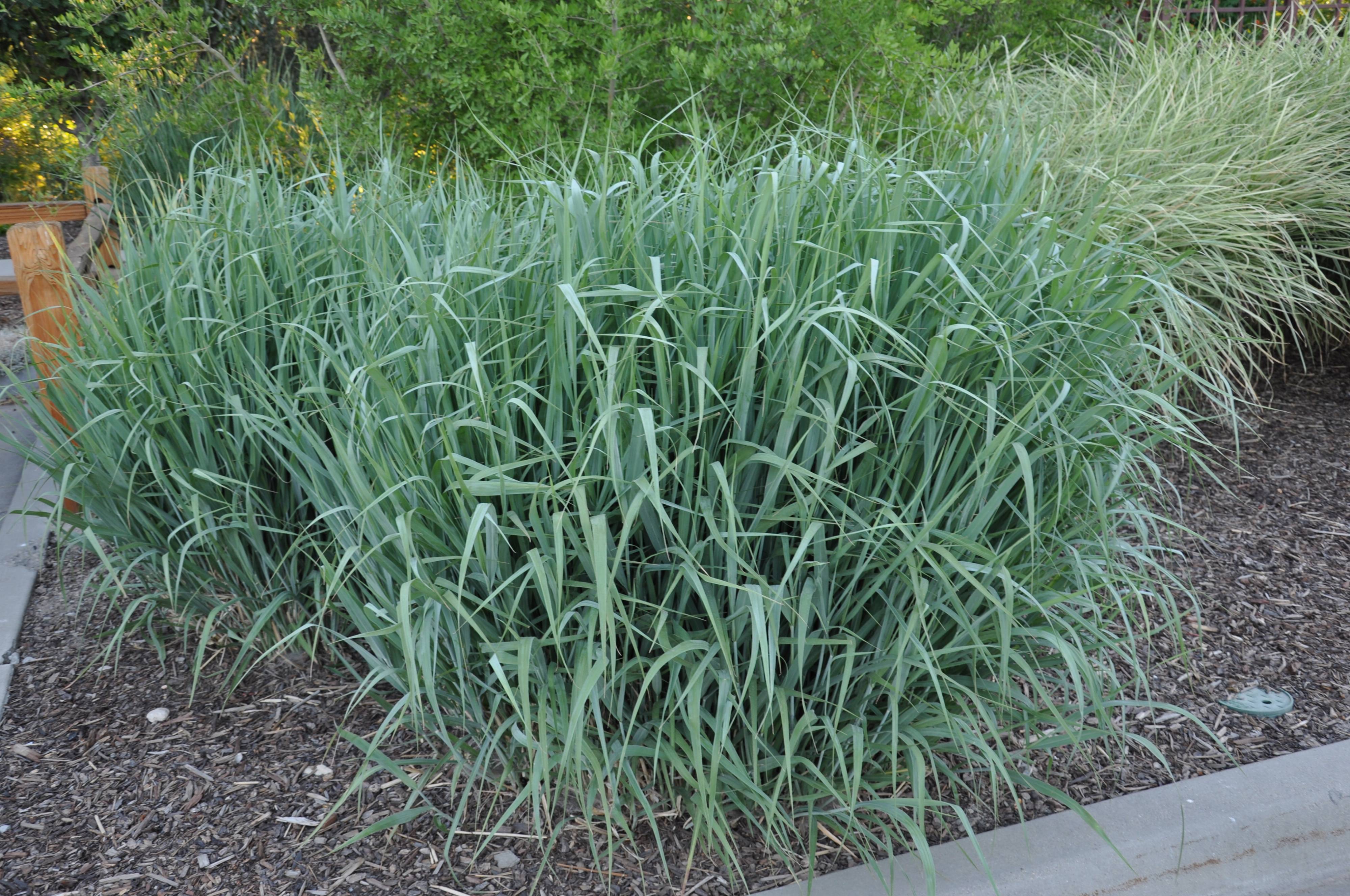 Dallas Drought Tolerant Ground Cover Earlier This Week, I Planted Out