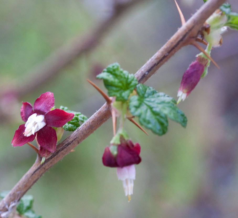 Ribes menziesii - Canyon Gooseberry | PlantMaster