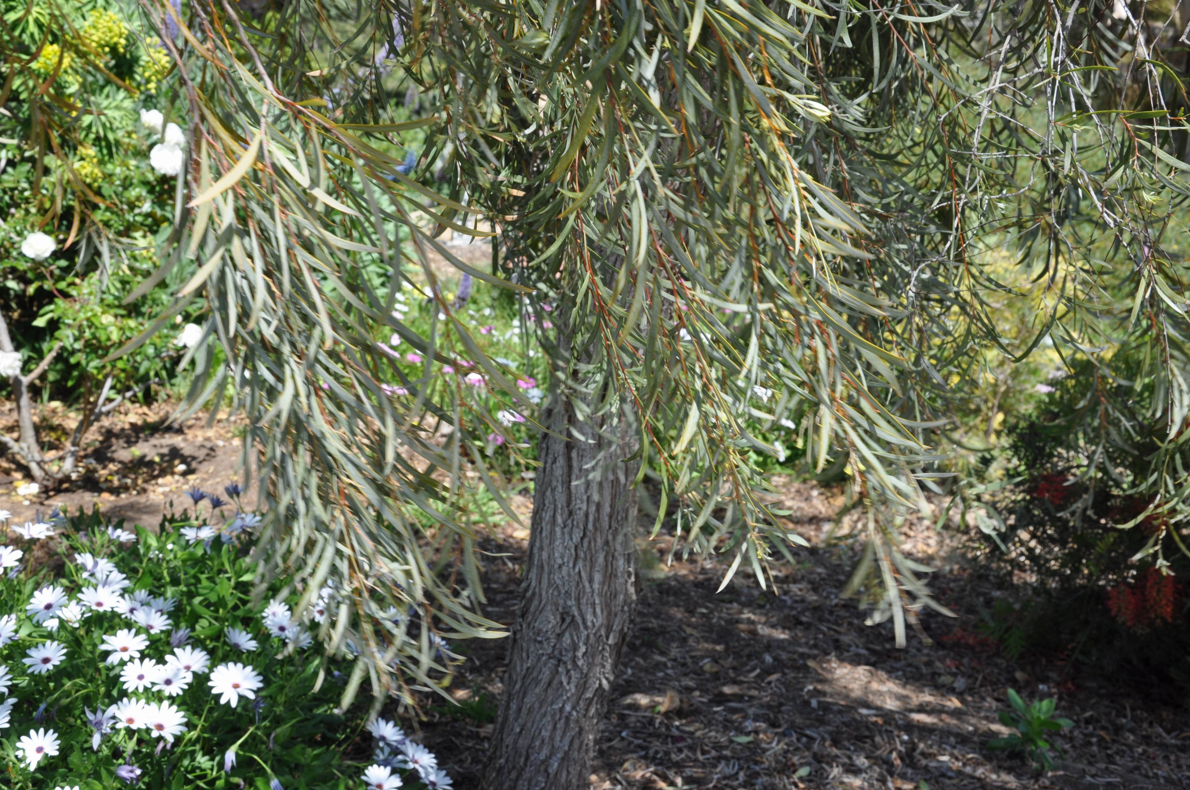 Flower Weeping Myall