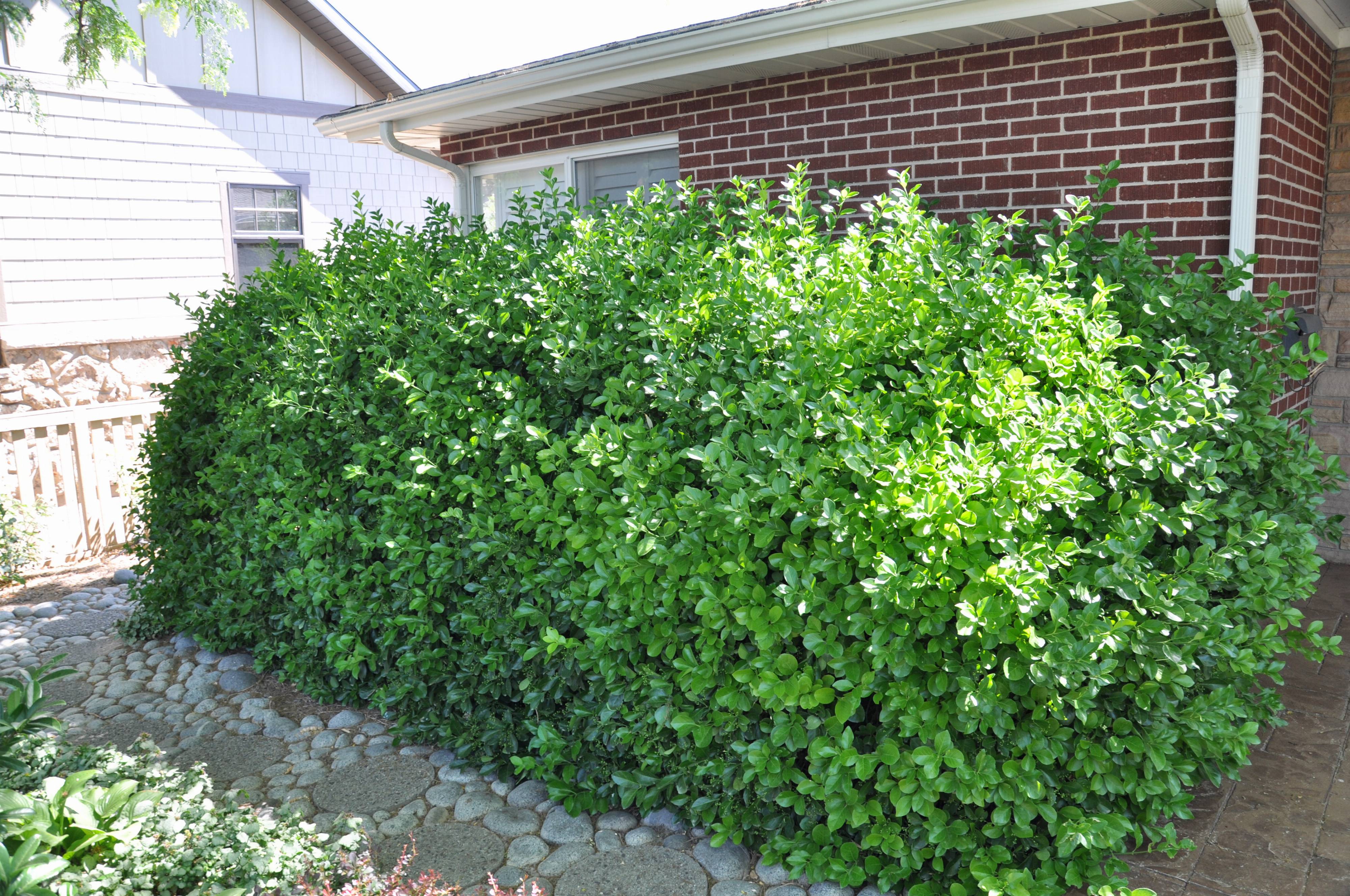 29 Best Euonymus Japonicus Images Plants Garden Shrubs