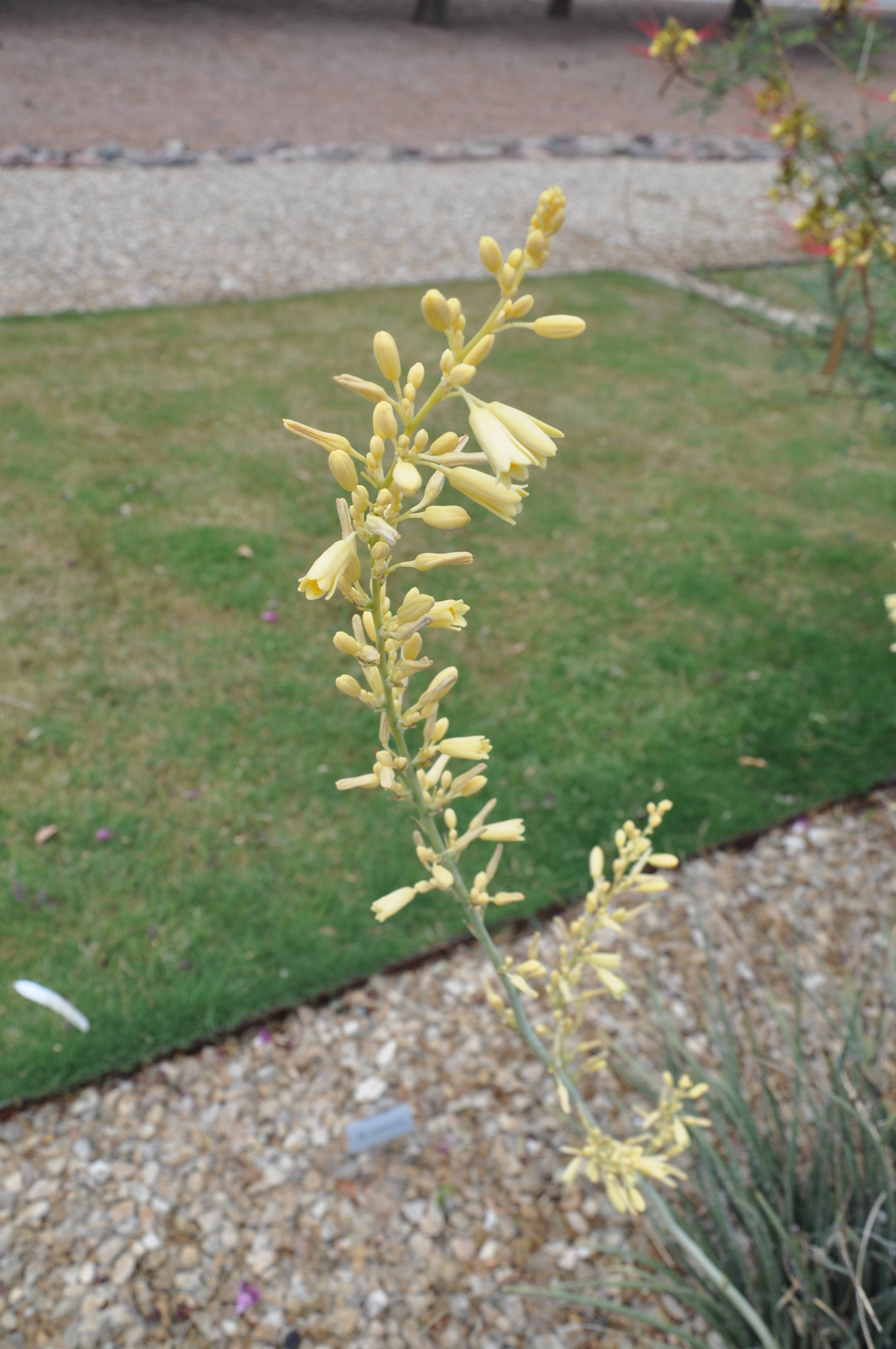 Yellow Yucca Hesperaloe Parviflora Yellow Civano Nursery Yellow