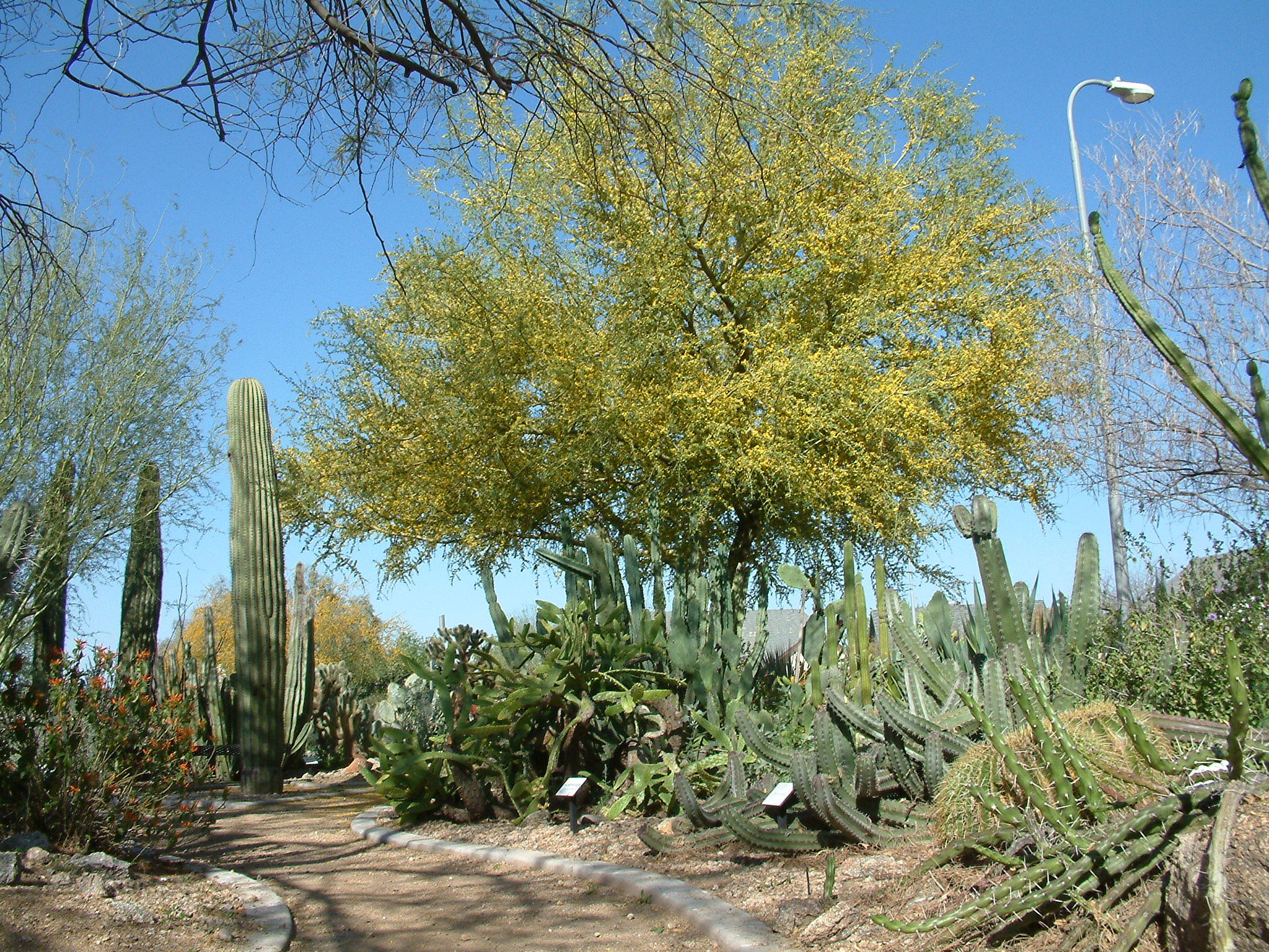 Palo Verde