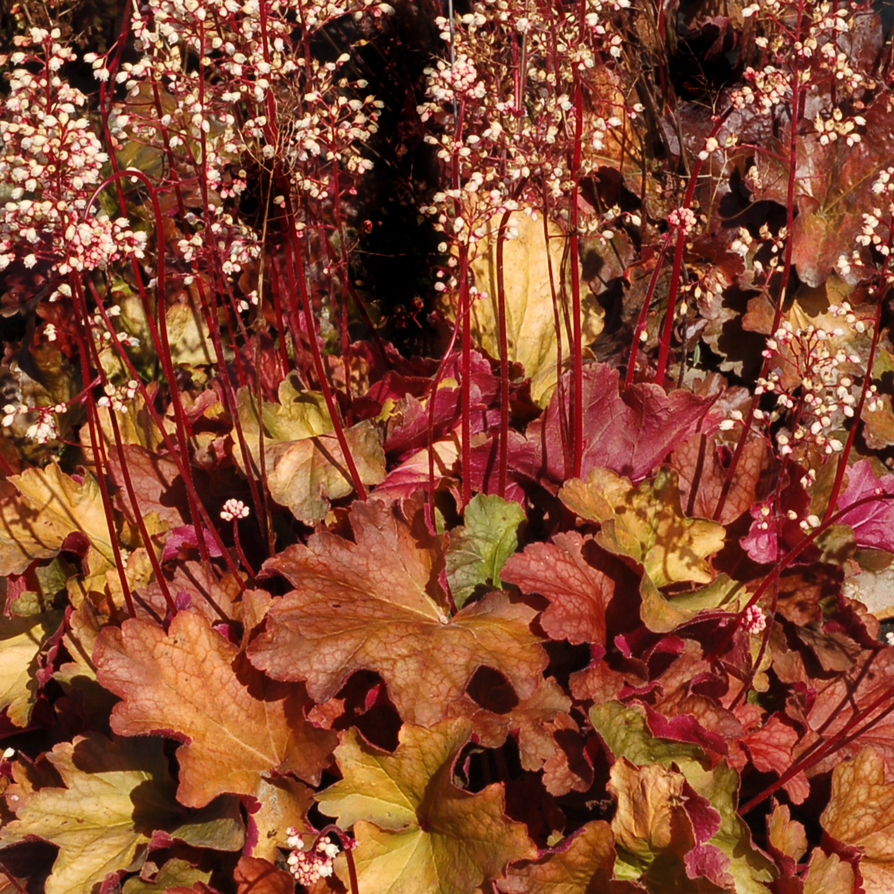 Heuchera 'Rio' - Rio Coral Bells | PlantMaster