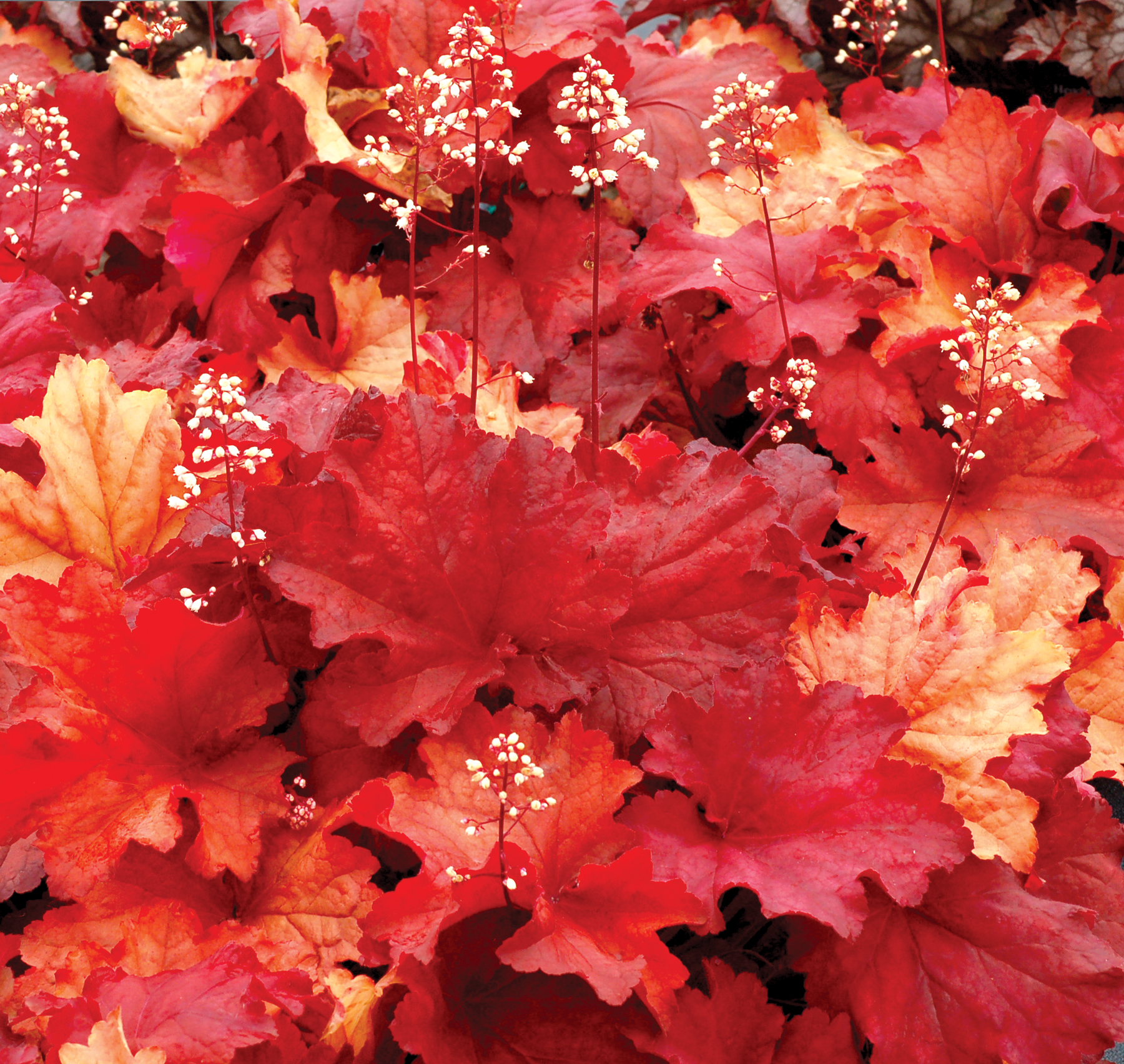 Heuchera 'Rio' - Rio Coral Bells | PlantMaster