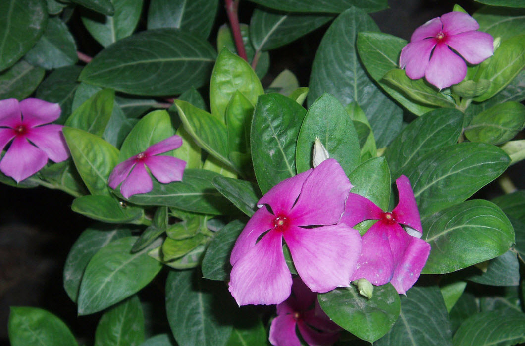 Vinca Rosea