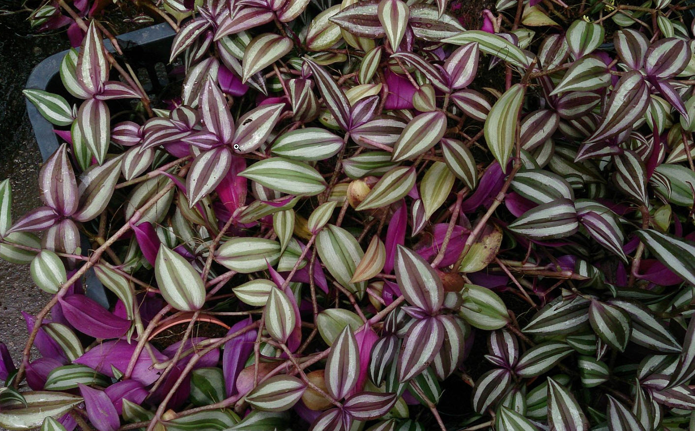 Tradescantia zebrina - Inch Plant | PlantMaster