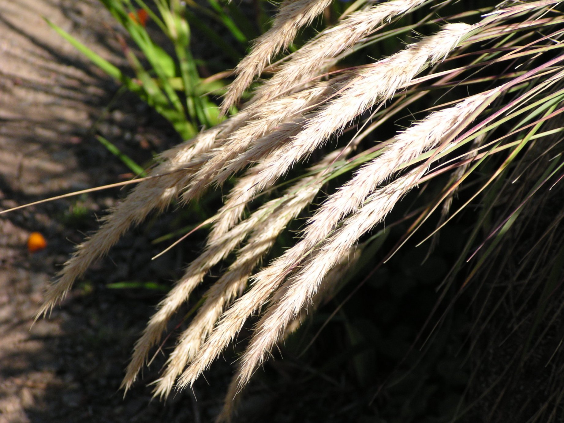 Calamagrostis Foliosa Calamagrostis Foliosa (Mendocino Reed Grass)