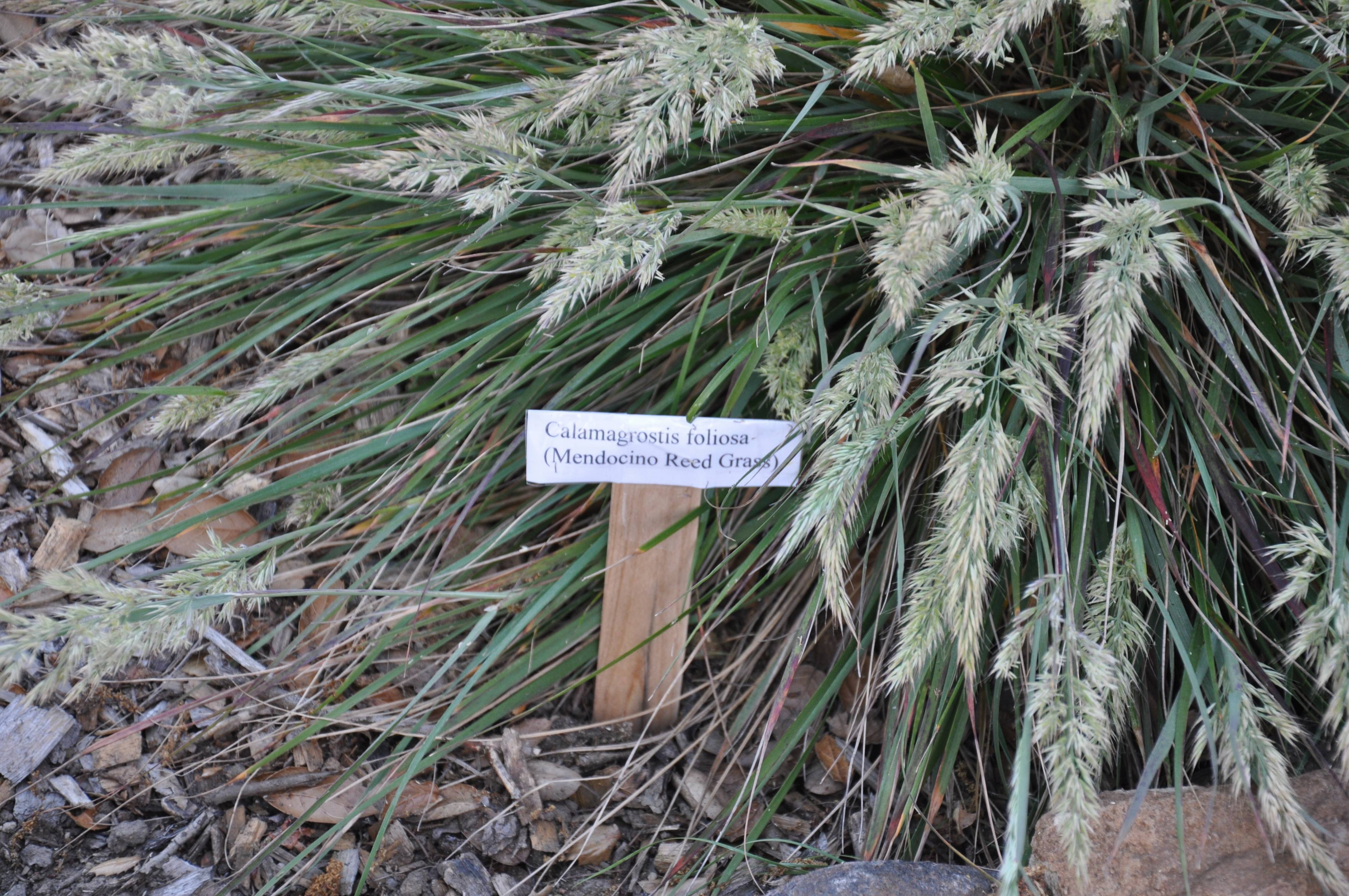 Calamagrostis Foliosa Calamagrostis Foliosa (Mendocino Reed Grass)