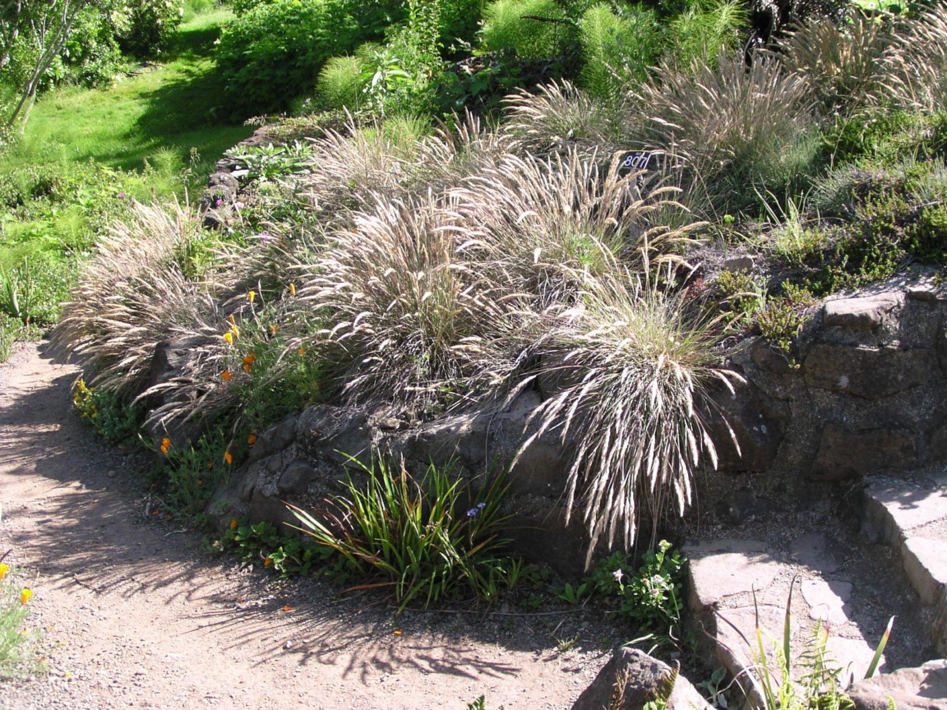 Calamagrostis Foliosa Calamagrostis Foliosa (Mendocino Reed Grass)
