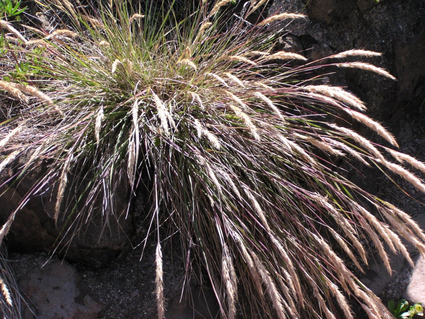 Calamagrostis Foliosa Calamagrostis Foliosa (Mendocino Reed Grass)