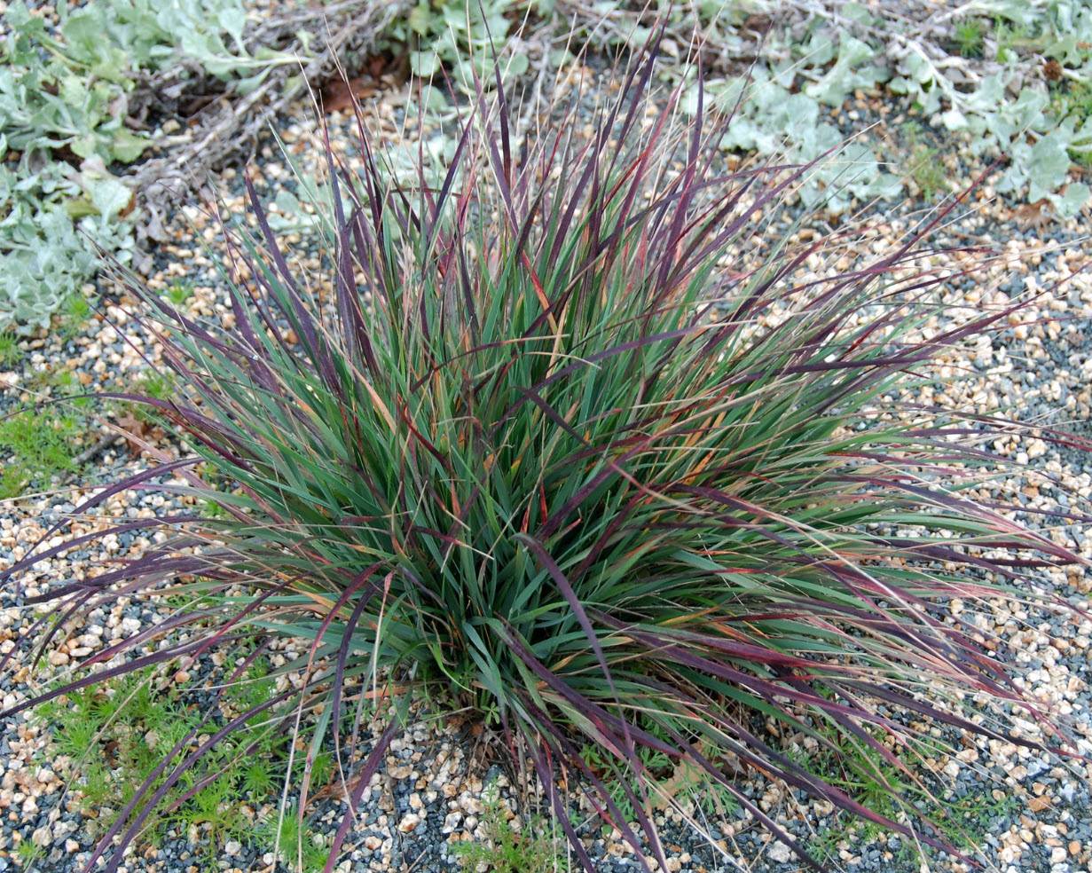 Calamagrostis Foliosa Calamagrostis Foliosa (Mendocino Reed Grass)