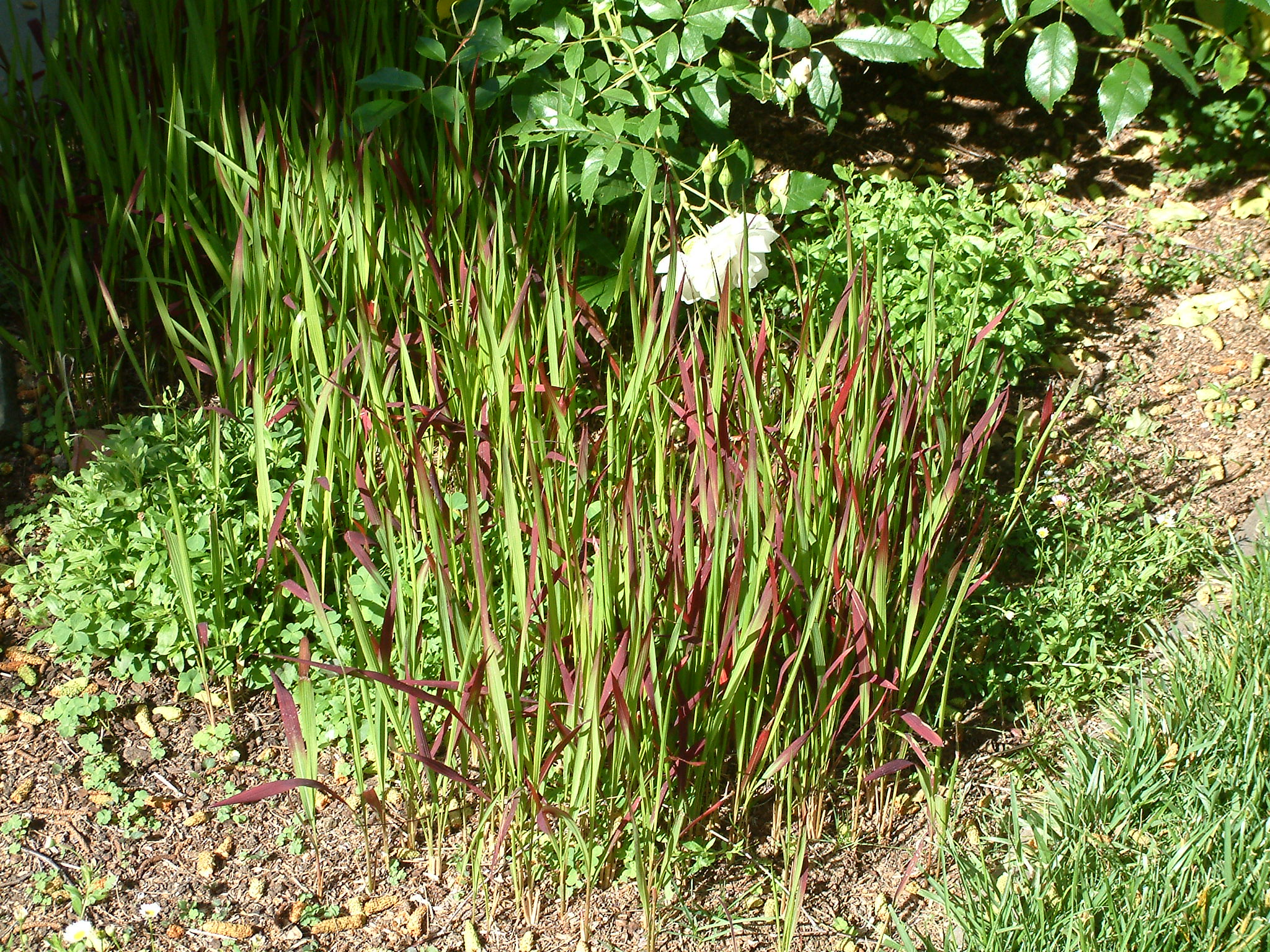 Imperata cylindrica 'Rubra'