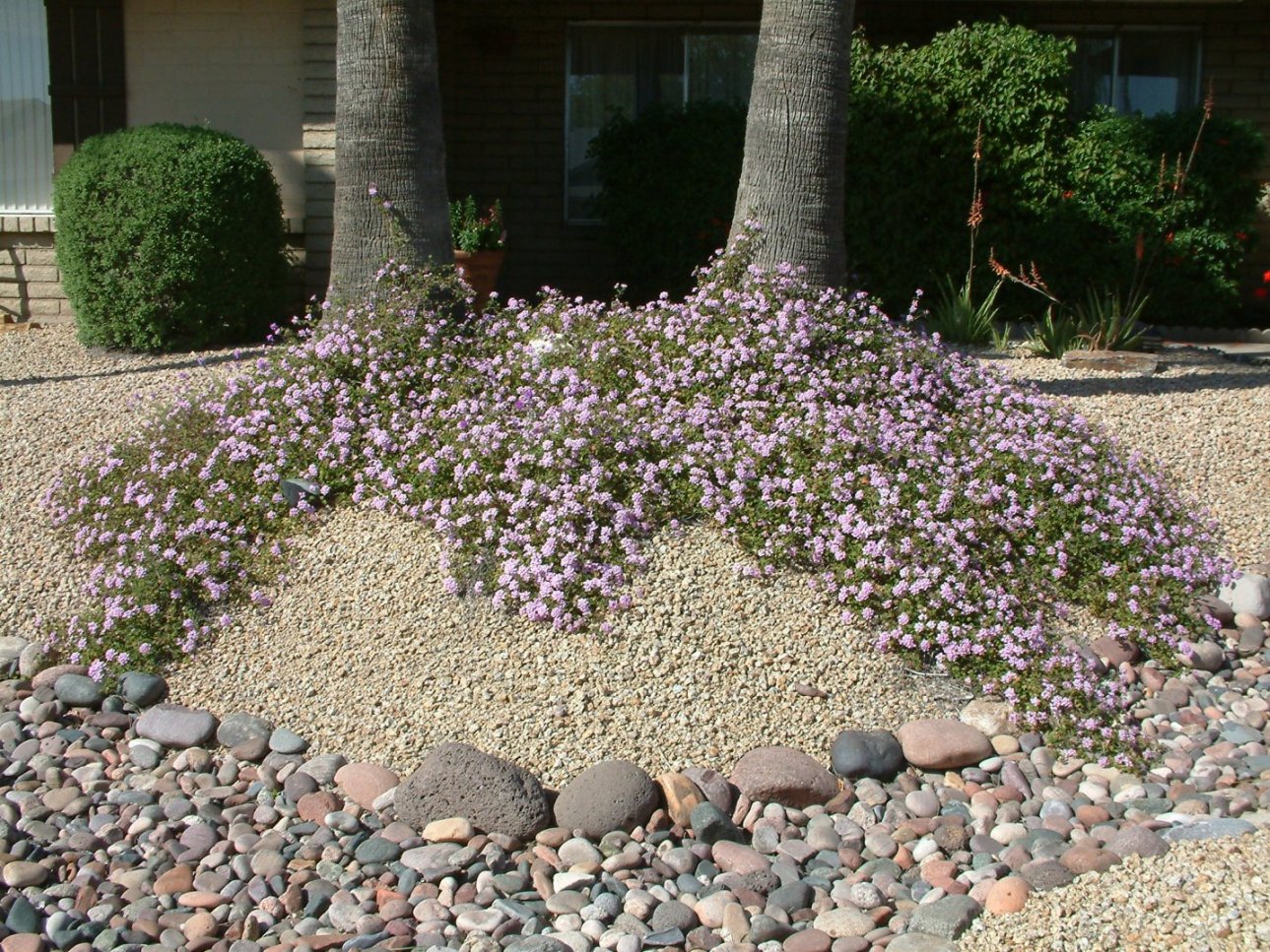 Trailing Lantana Ground Cover Lantana Montevidensis 'Spreading White'