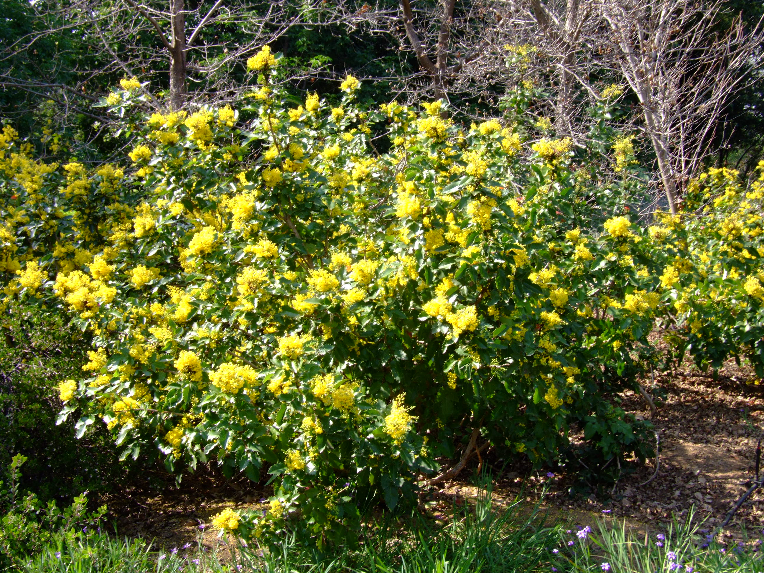 Mahonia repens - Creeping Mahonia | PlantMaster