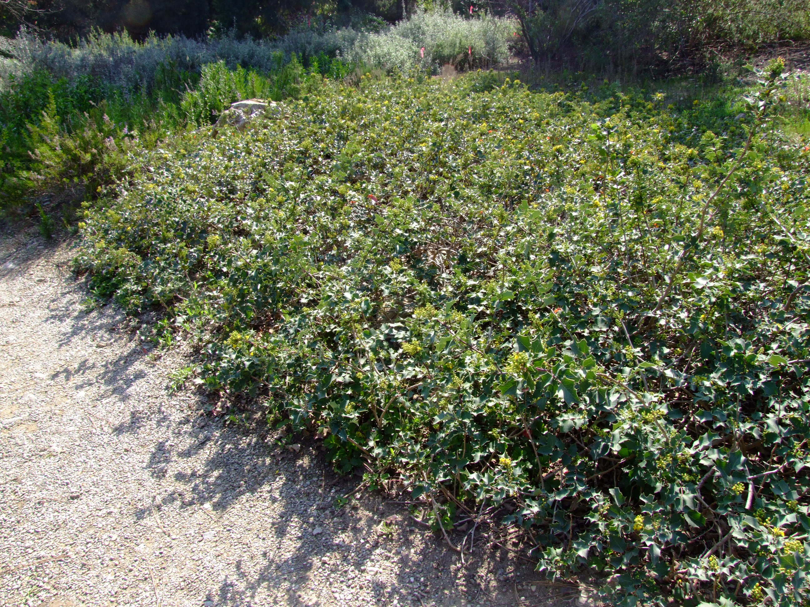 Mahonia repens - Creeping Mahonia | PlantMaster