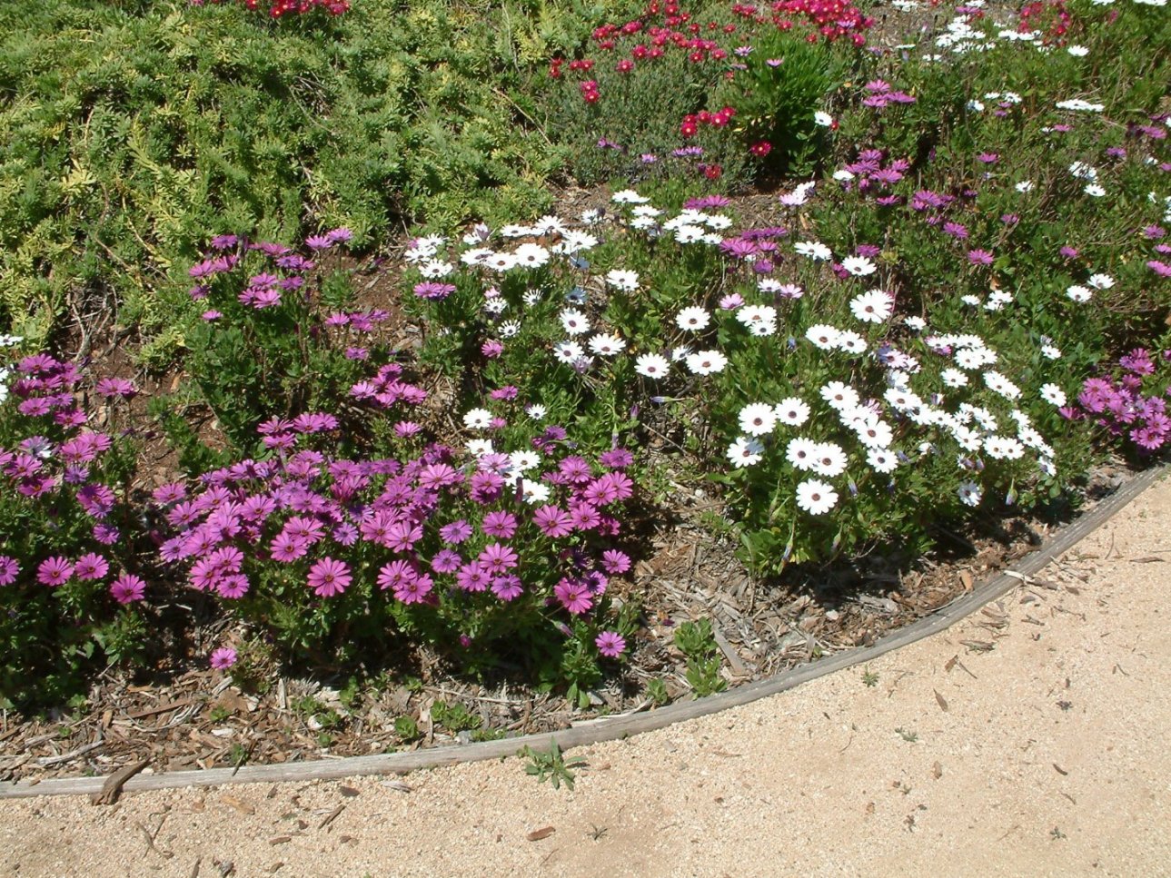 Osteospermum fruticosum - Trailing African Daisy | PlantMaster