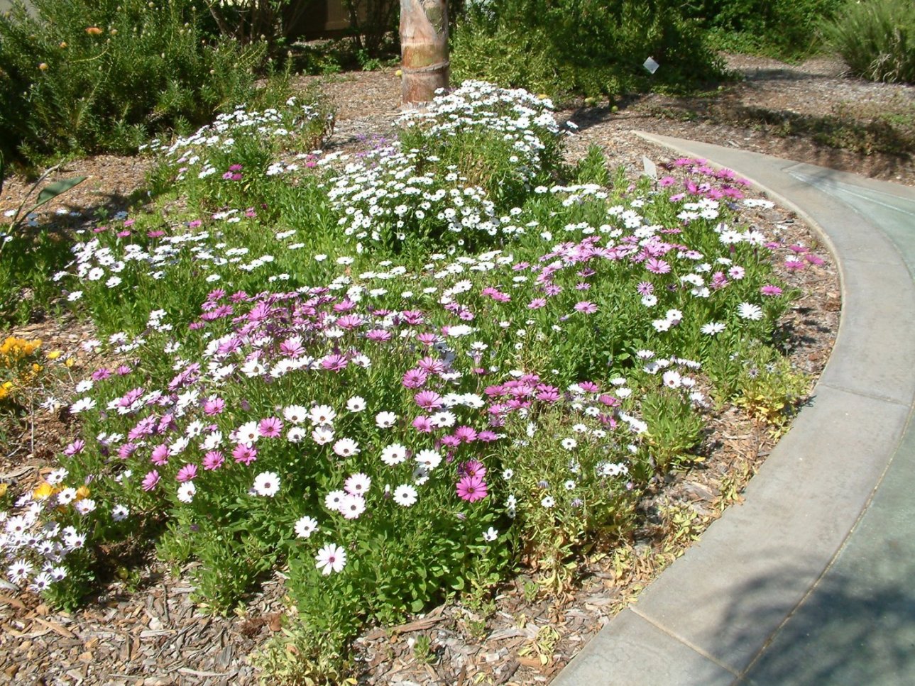 Osteospermum fruticosum - Trailing African Daisy | PlantMaster