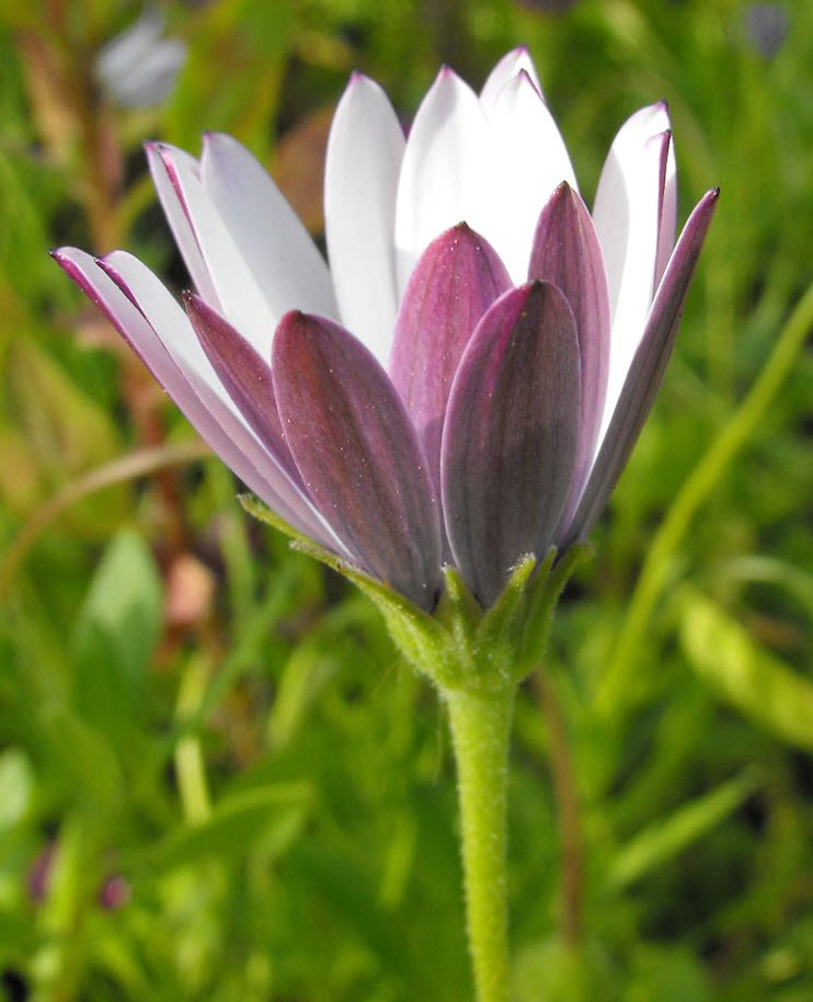 Osteospermum fruticosum - Trailing African Daisy | PlantMaster