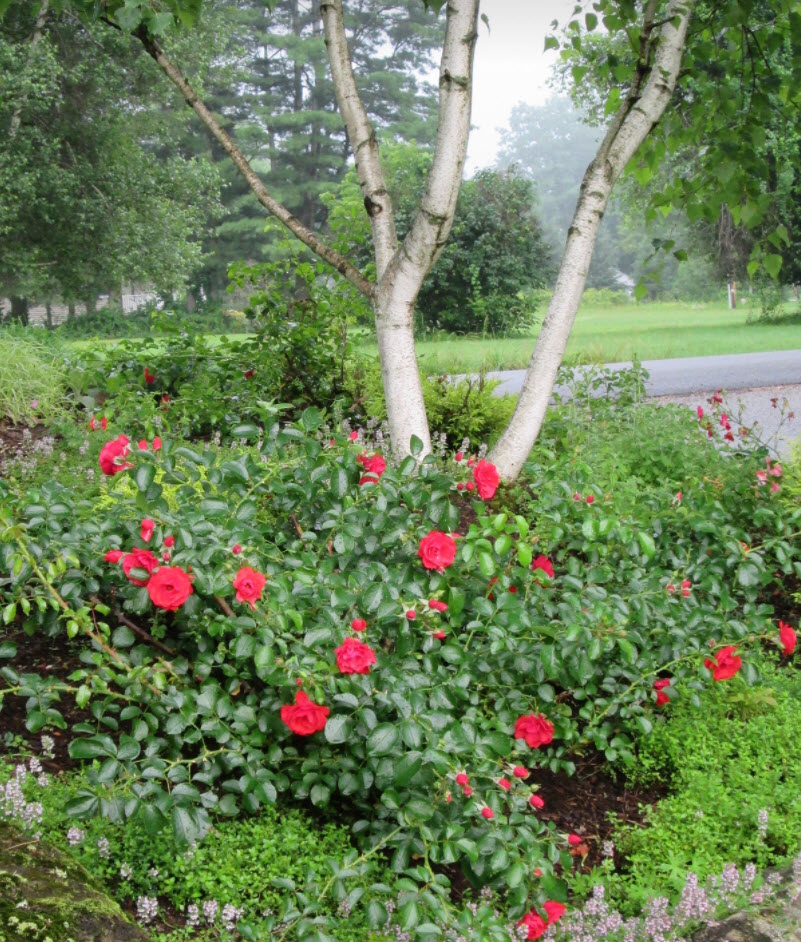 Flower Carpet Scarlet Groundcover Rose