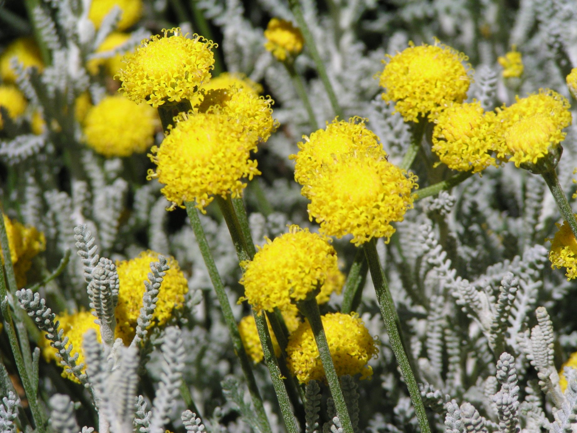 Santolina chamaecyparissus