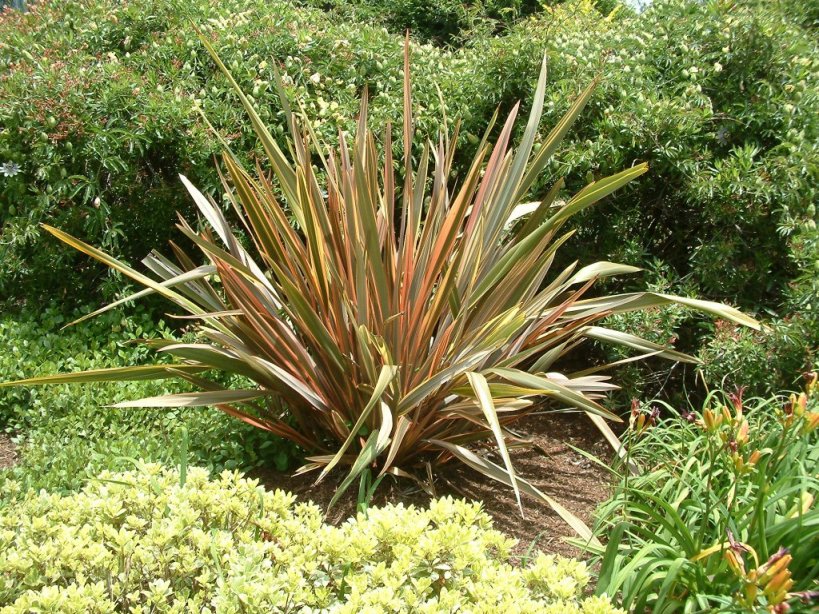 Multi Colored Flax Plants