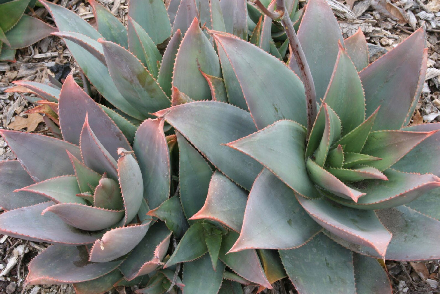 Aloe Striata