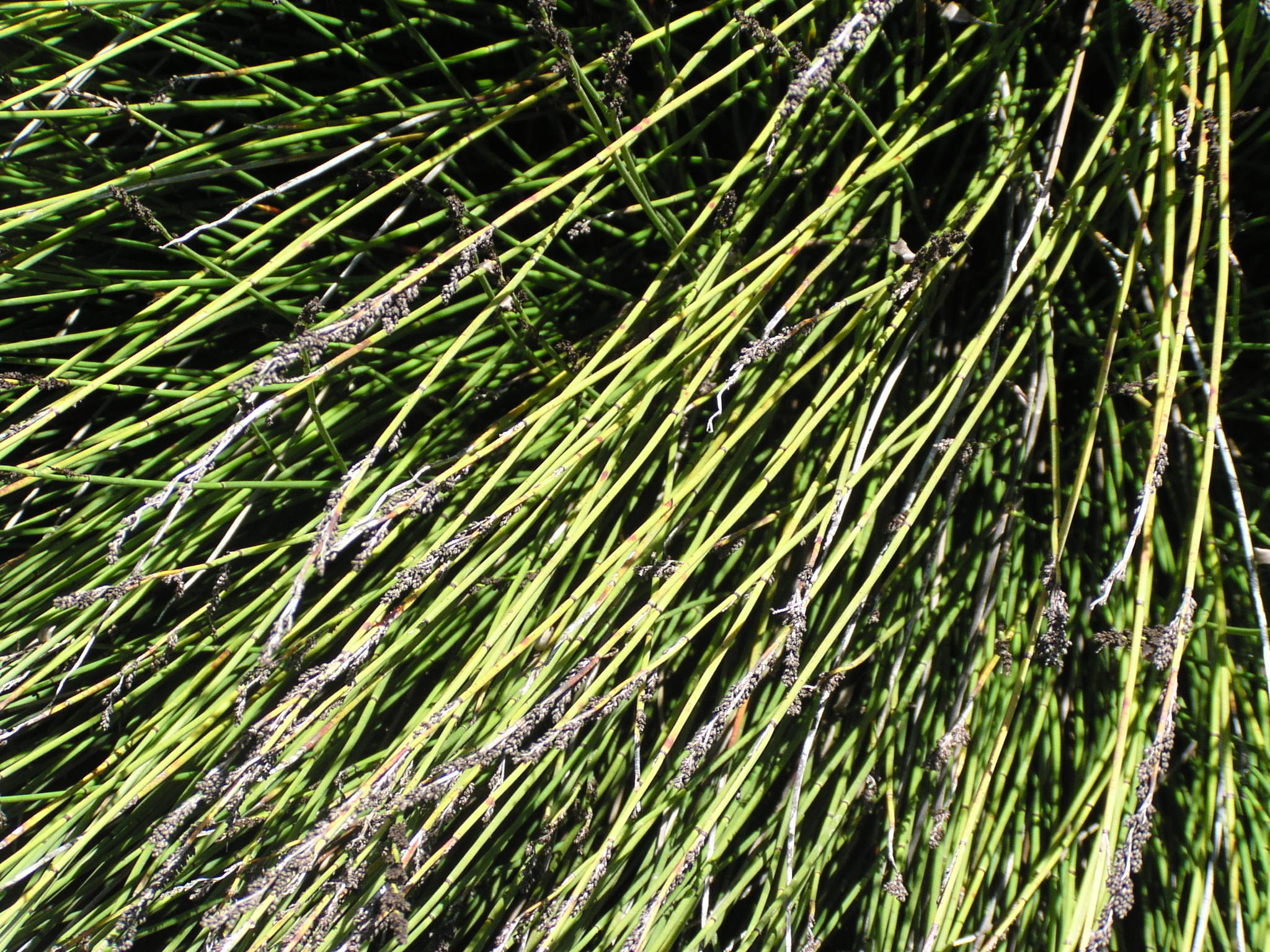 Chondropetalum tectorum - Cape Rush | PlantMaster