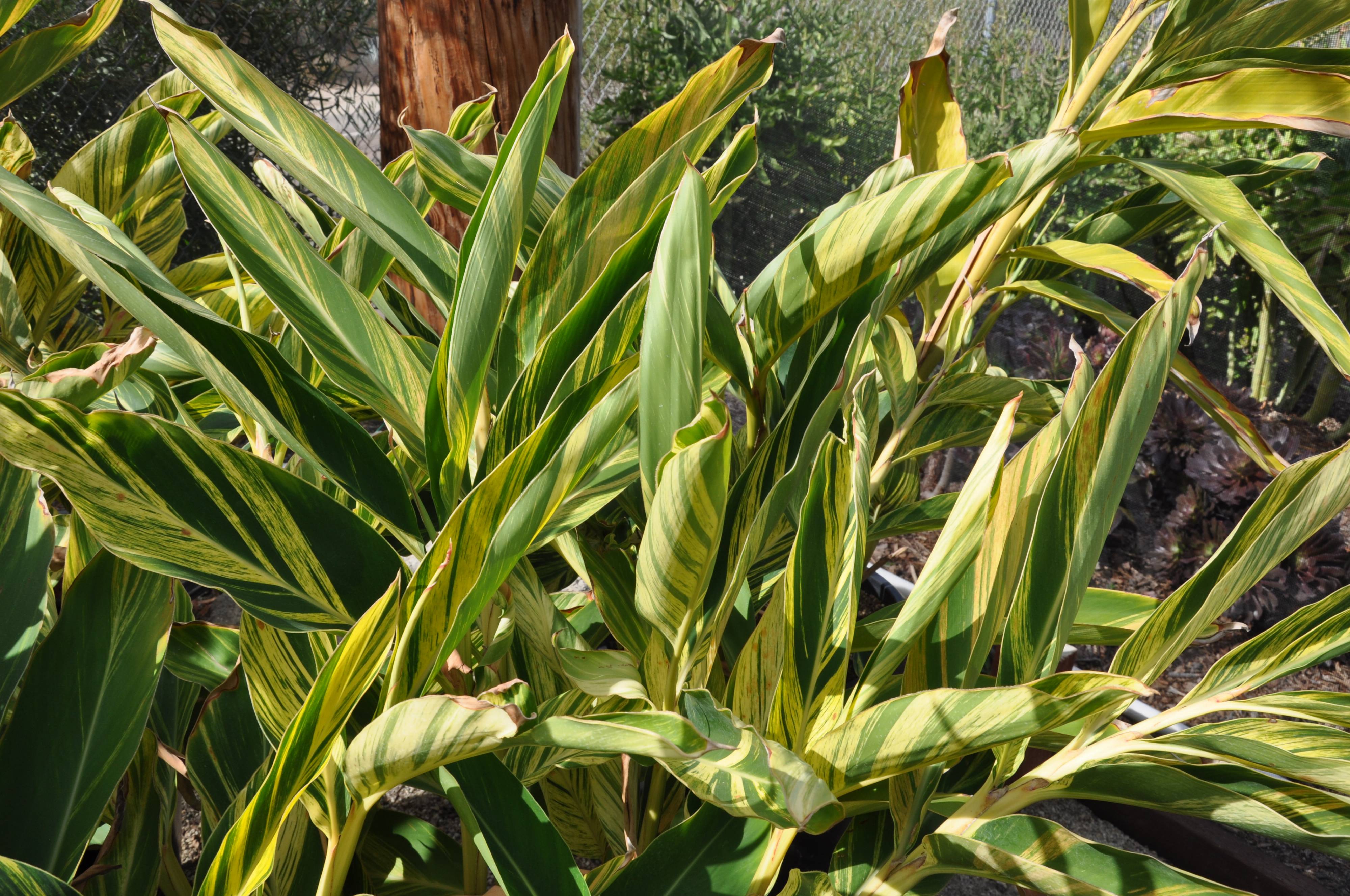 Lg Variegated Shell Ginger Plant Alpinia Z Variegata