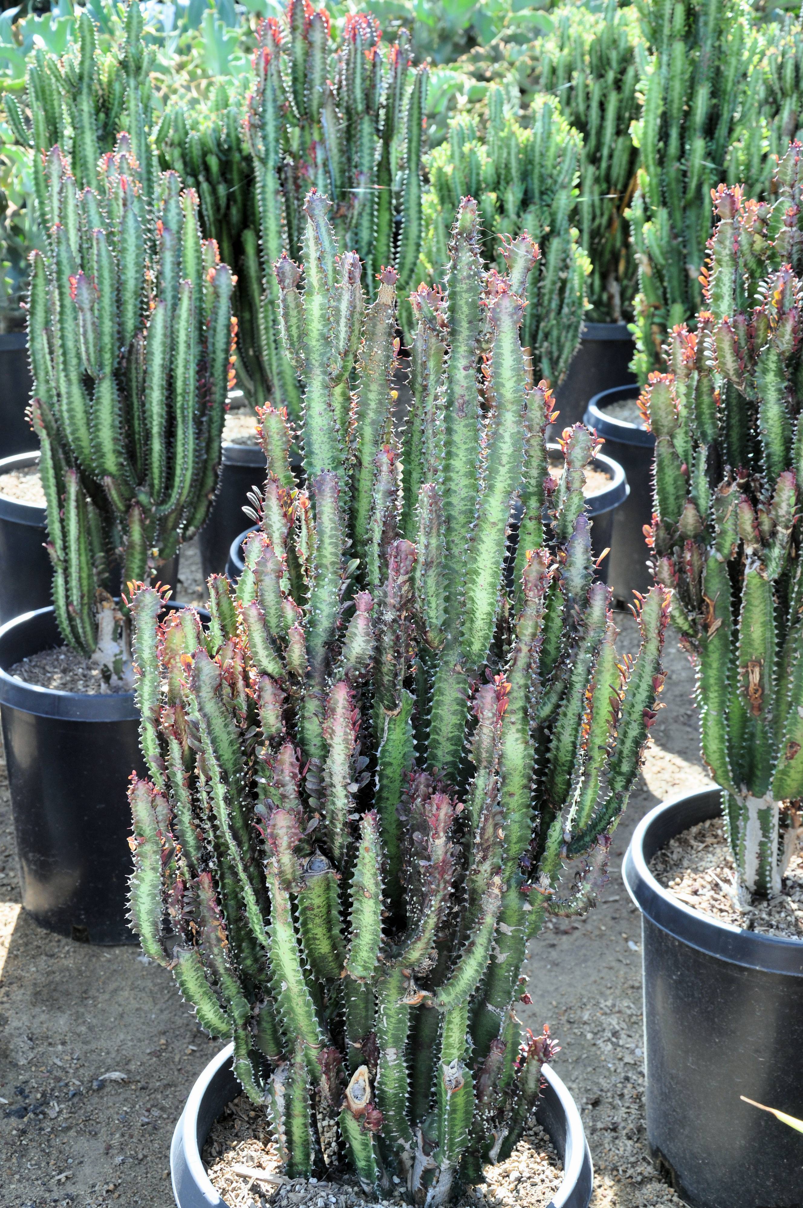 Euphorbia Trigona Vermelho Real