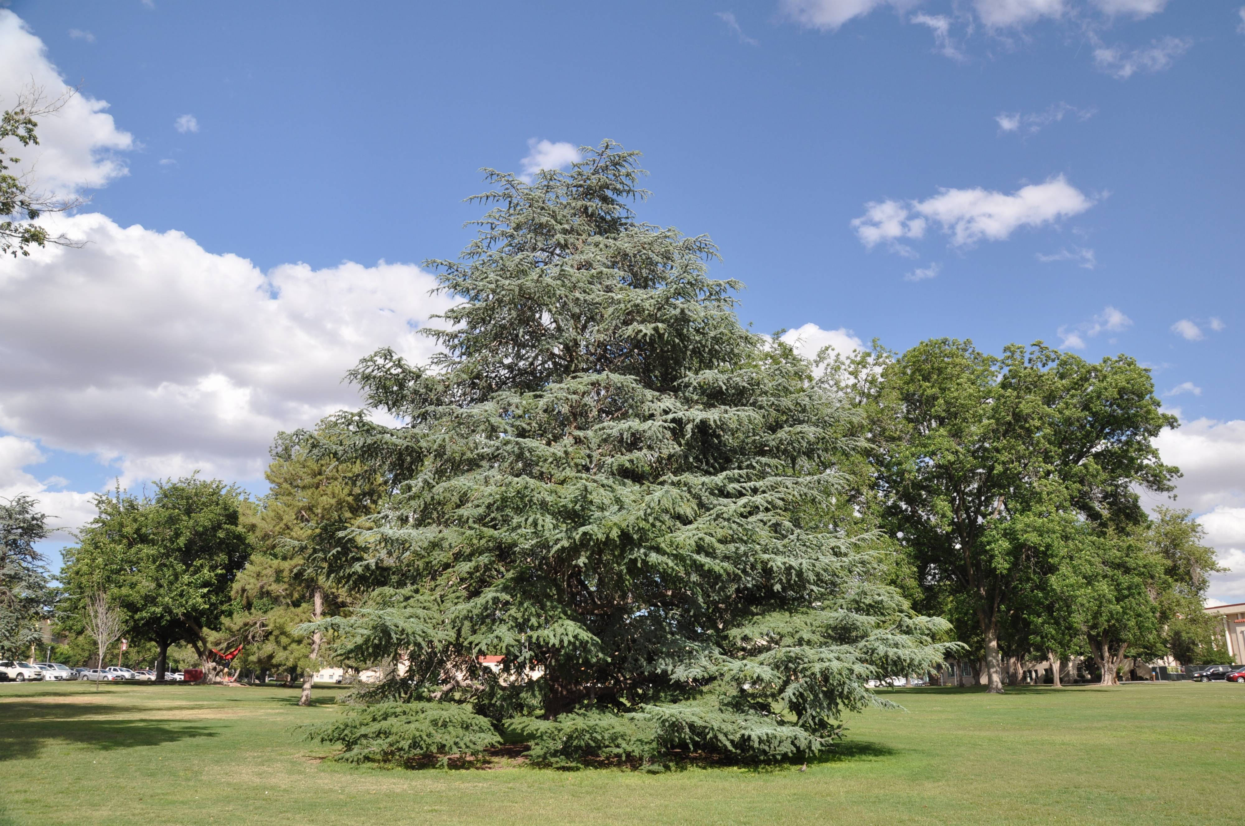 Cedar Atlantica Glauca Cedrus Atlantica Glauca Pendula (Weeping Blue