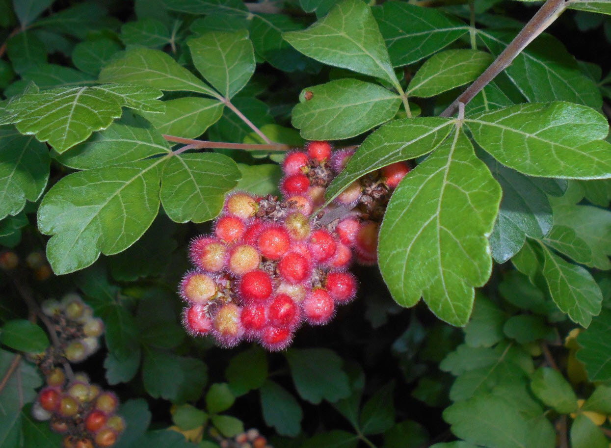 Rhus aromatica - Fragrant Sumac | PlantMaster