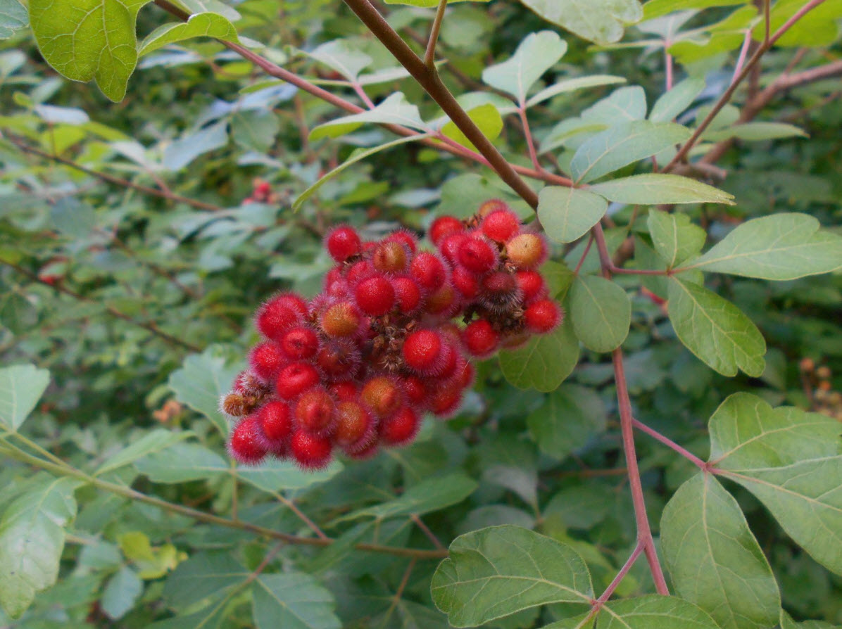 Rhus aromatica - Fragrant Sumac | PlantMaster