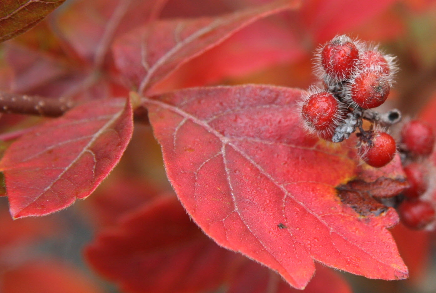 Rhus aromatica - Fragrant Sumac | PlantMaster