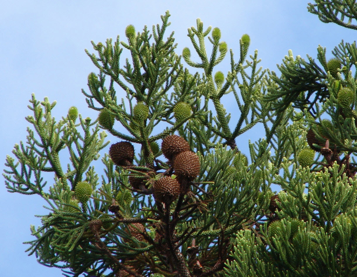 Araucaria cunninghamii - Hoop Pine | PlantMaster