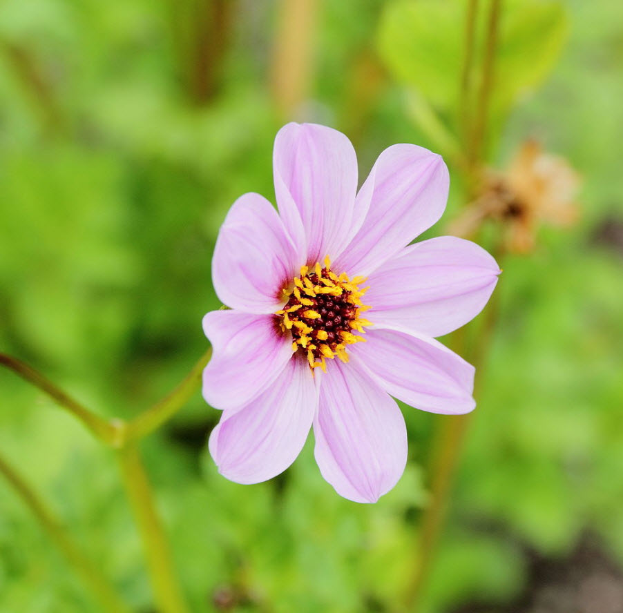 Dahlia merckii - Merck Dahlia | PlantMaster