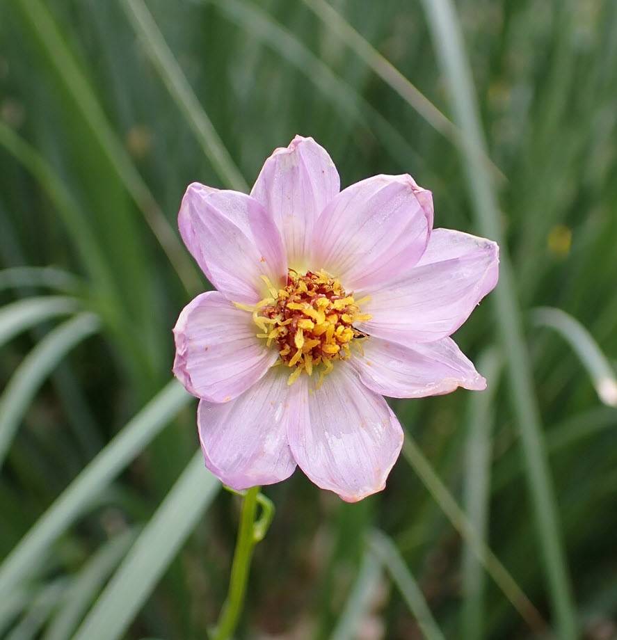 Dahlia merckii - Merck Dahlia | PlantMaster