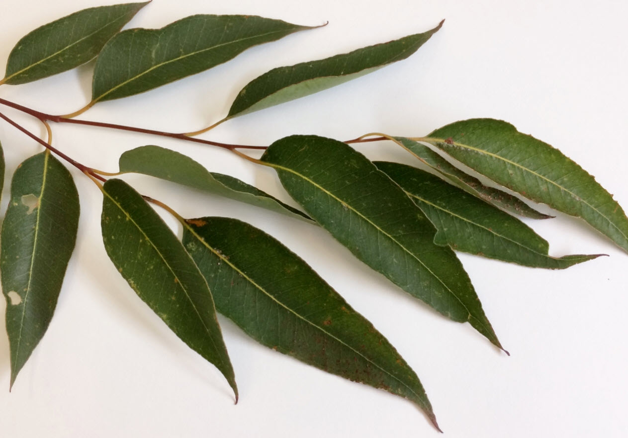 Eucalyptus microcorys - Tallowwood | PlantMaster