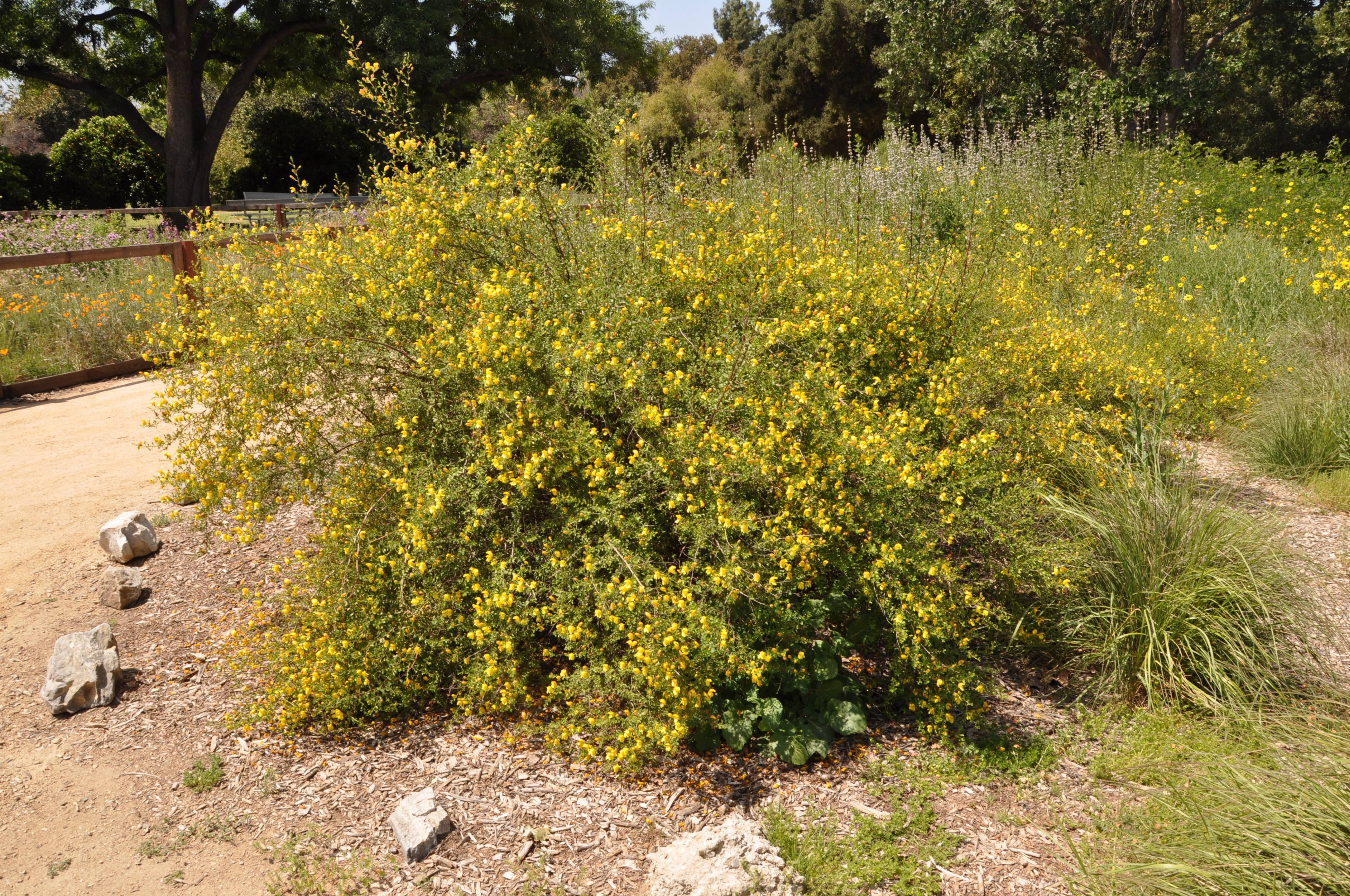 Keckiella antirrhinoides - Yellow Bush Snapdragon | PlantMaster