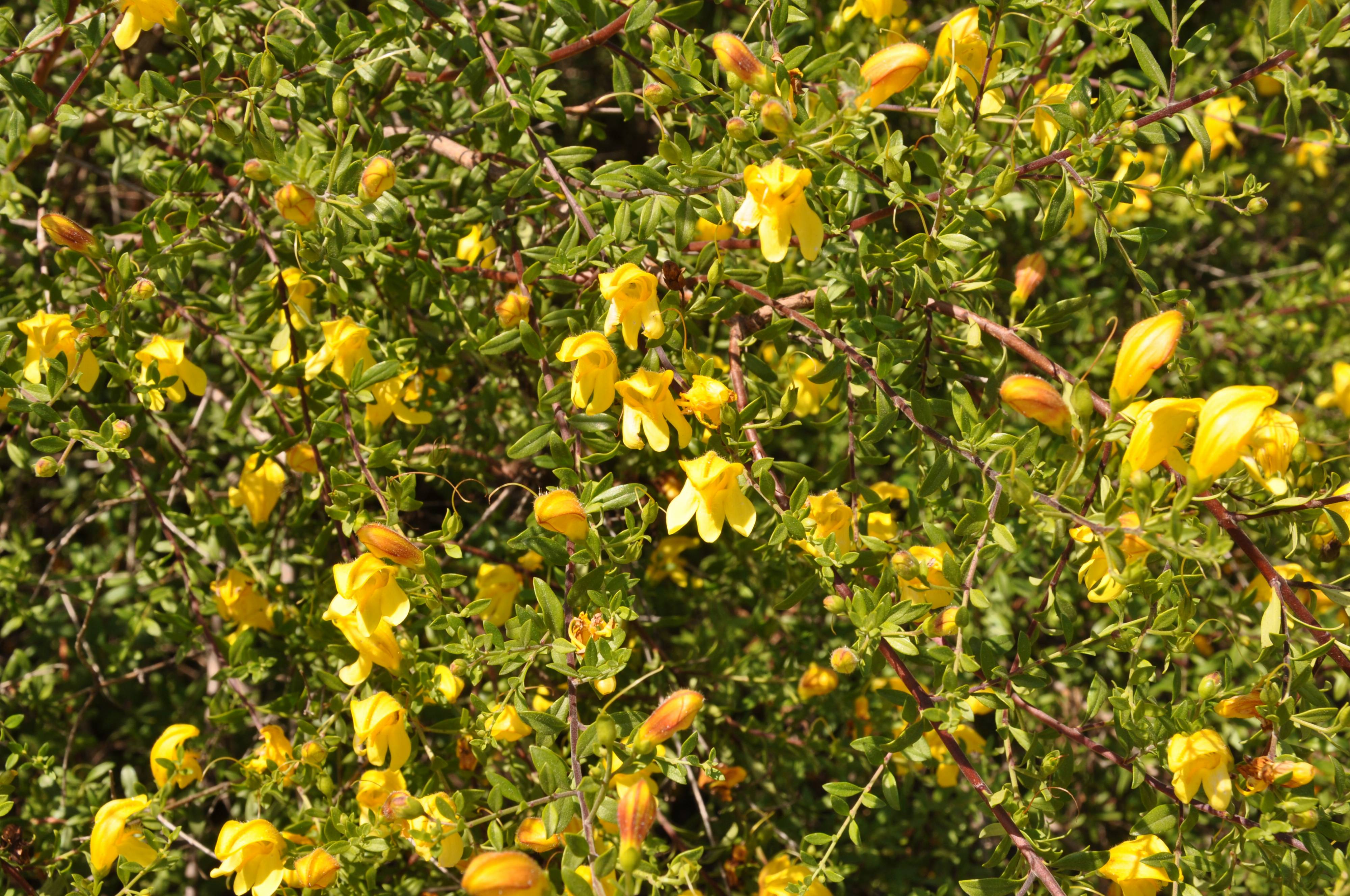 Keckiella antirrhinoides - Yellow Bush Snapdragon | PlantMaster