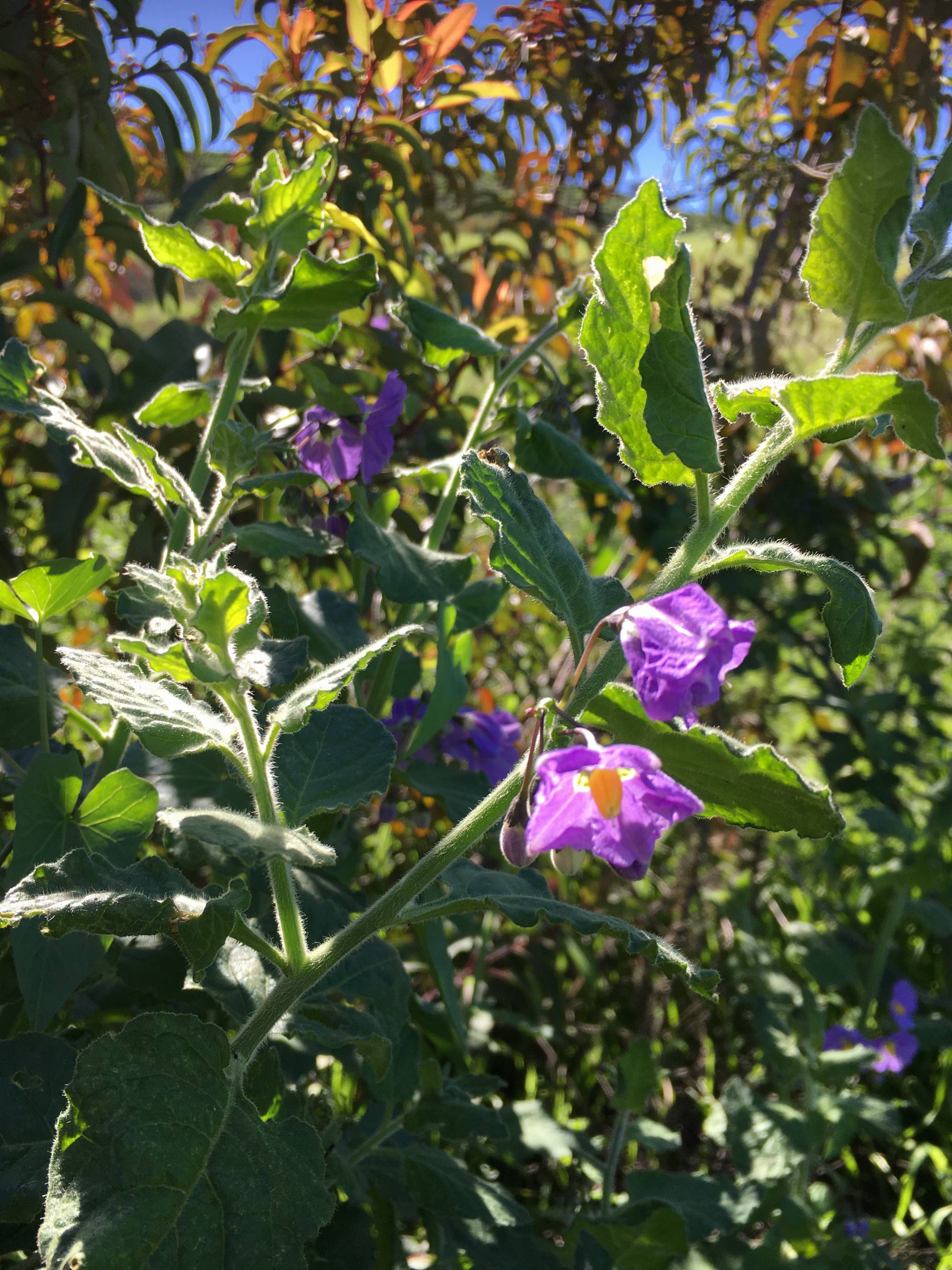 Solanum xanti - Purple Nightshade | PlantMaster