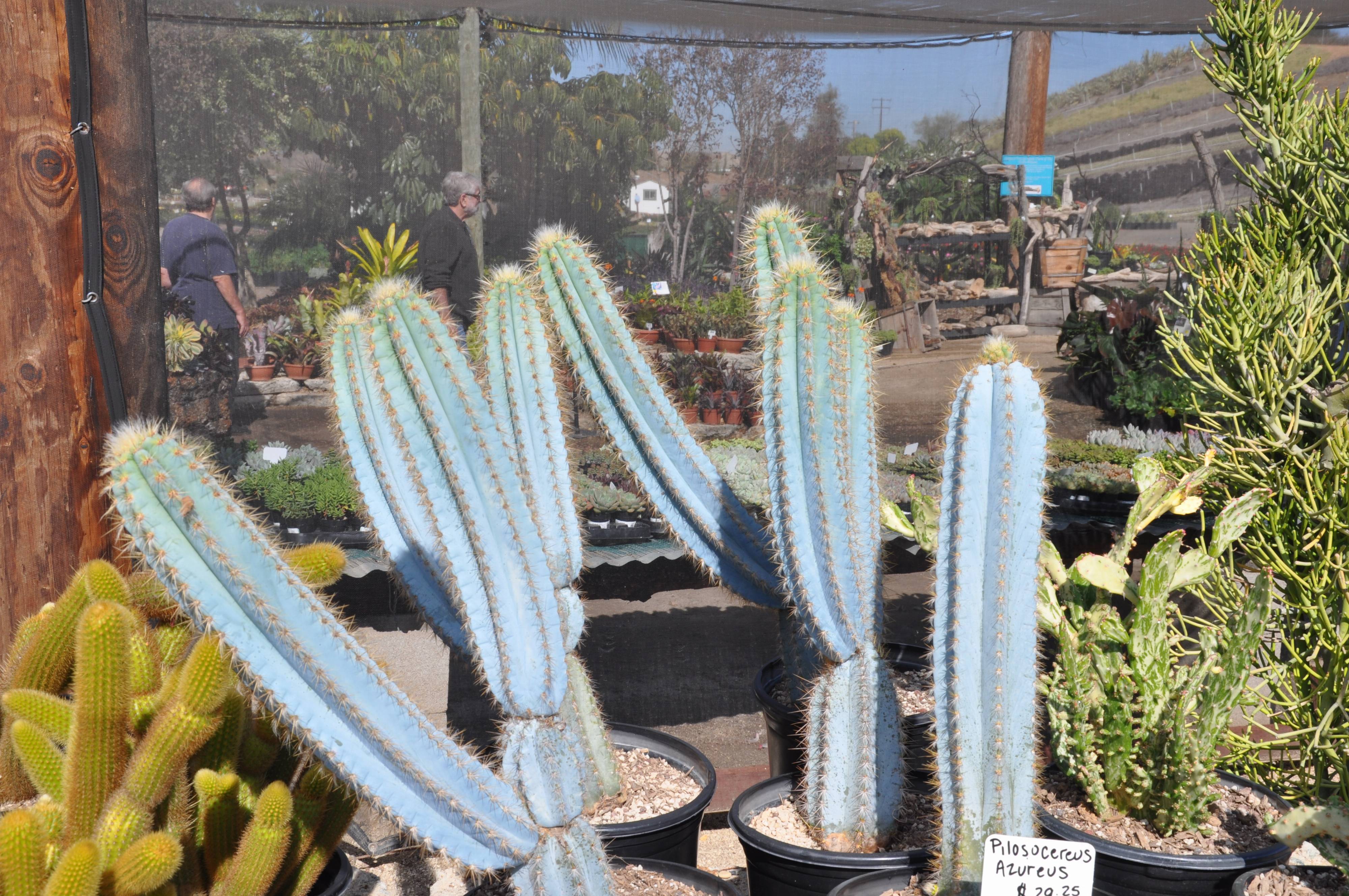 Pilosocereus Azureus Cactus Seeds Pilosocereus Azureus