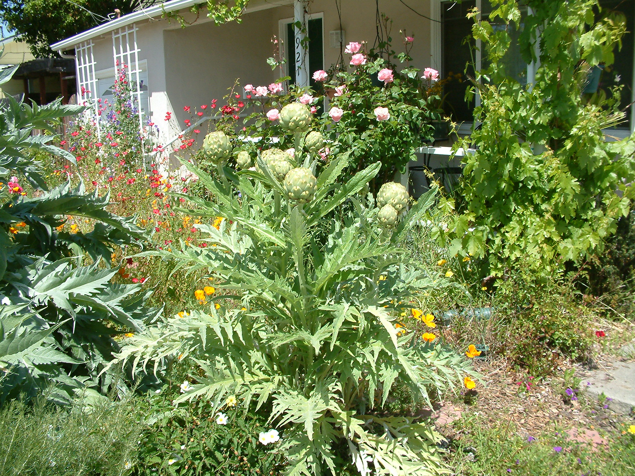 Cynara scolymus - Artichoke | PlantMaster