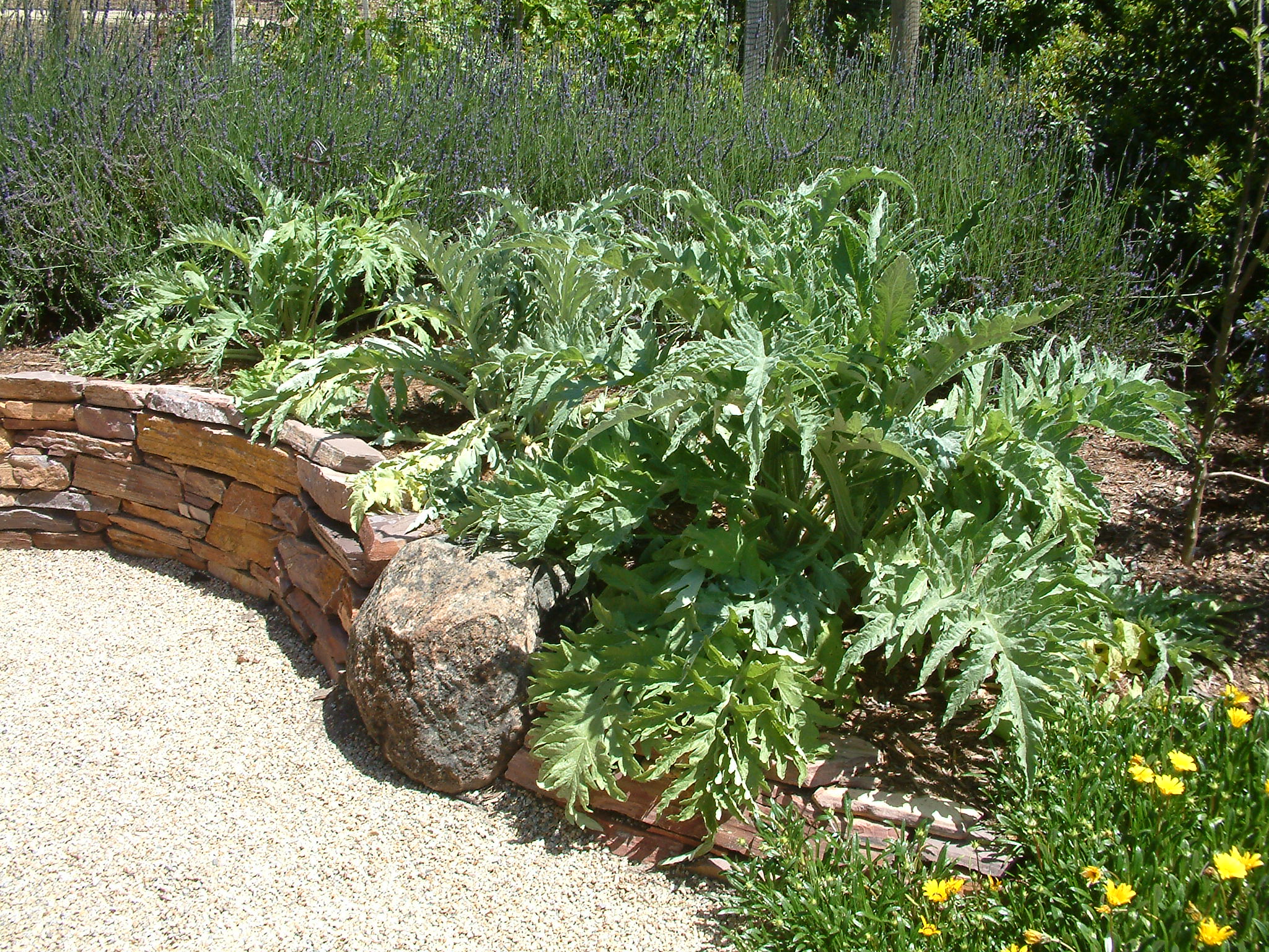 Cynara scolymus - Artichoke | PlantMaster