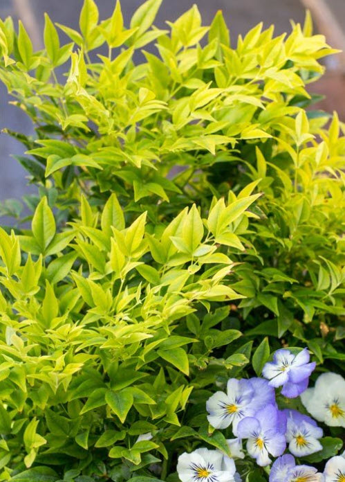 Nandina Lemon Lime Lemon Lime Nandina | Nandina Domestica Lemon Lime