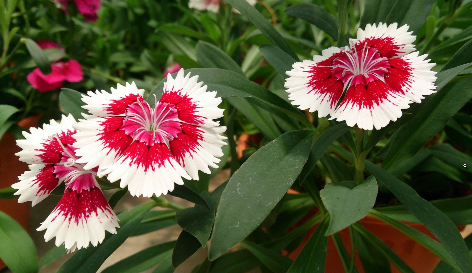 Dianthus chinensis - China Pinks | PlantMaster