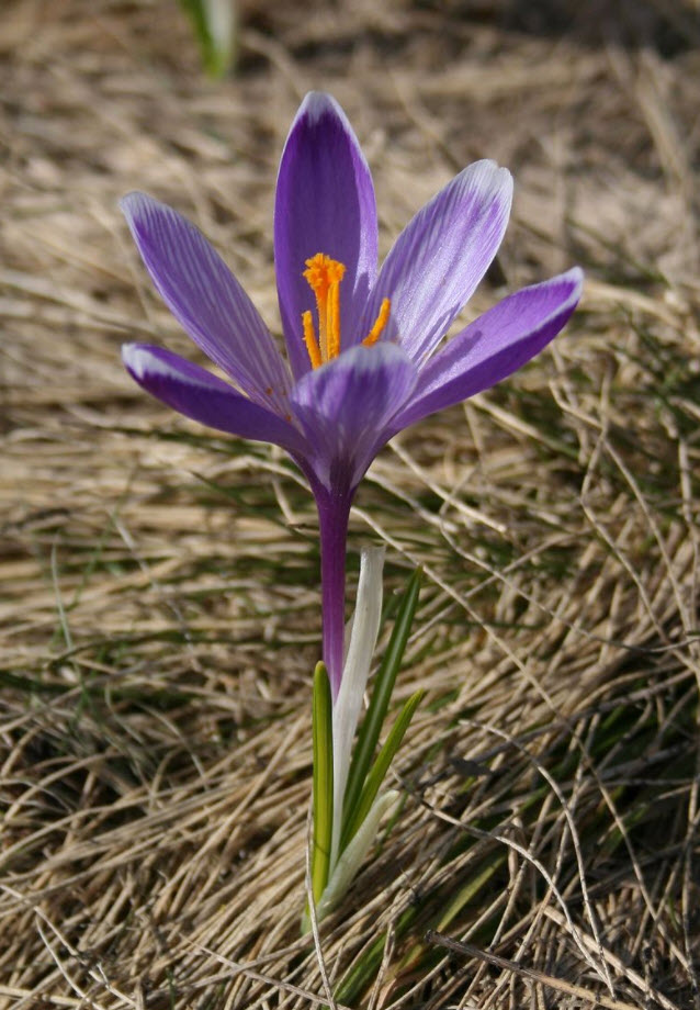 Crocus vernus - Crocus | PlantMaster